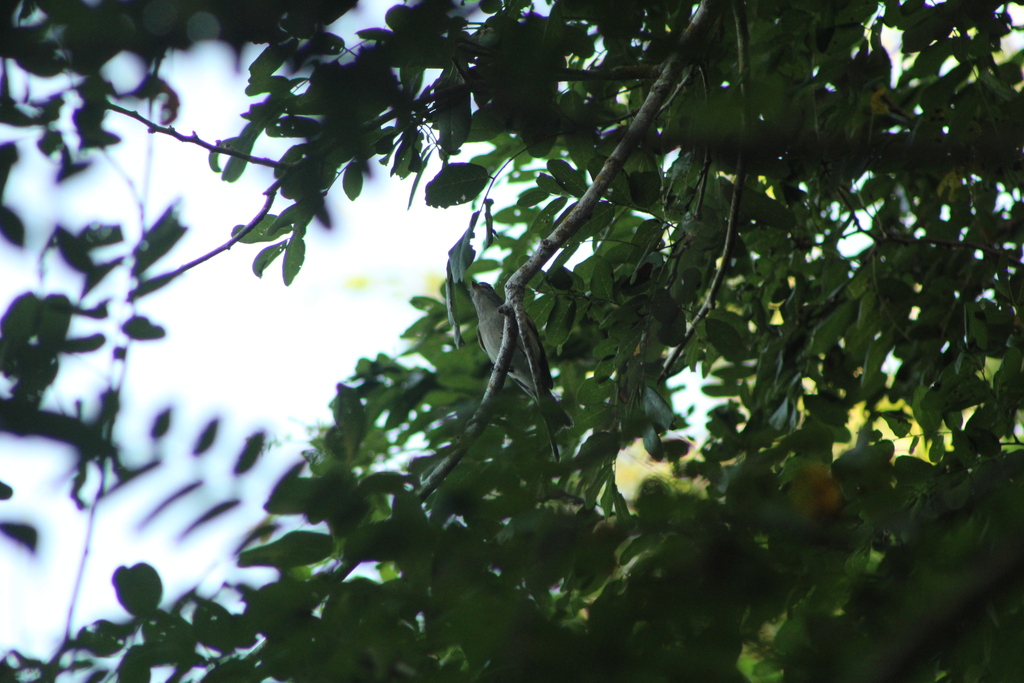 Flammulated Flycatcher from Santa María Huatulco, Oax., México on ...