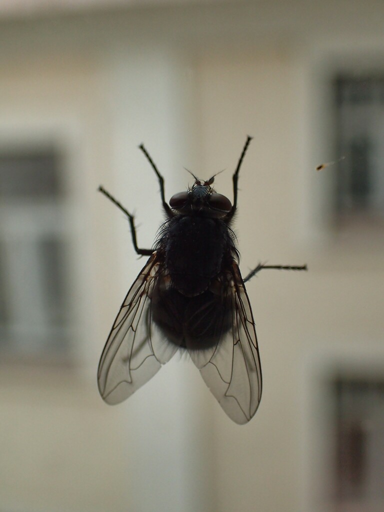 Bot Flies, Blow Flies, and Allies from Tallinn (🇪🇪 Eesti, Harjumaa) on ...