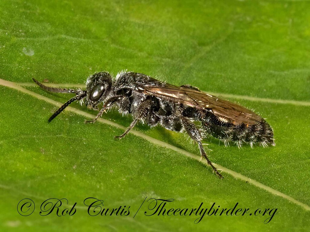 Tiphiinae from Uptown, Chicago, IL, USA on September 09, 2022 at 11:13 ...