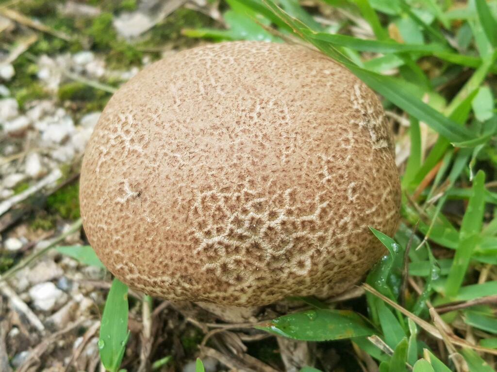 Brain puffball from Ehlanzeni District Municipality, South Africa on ...