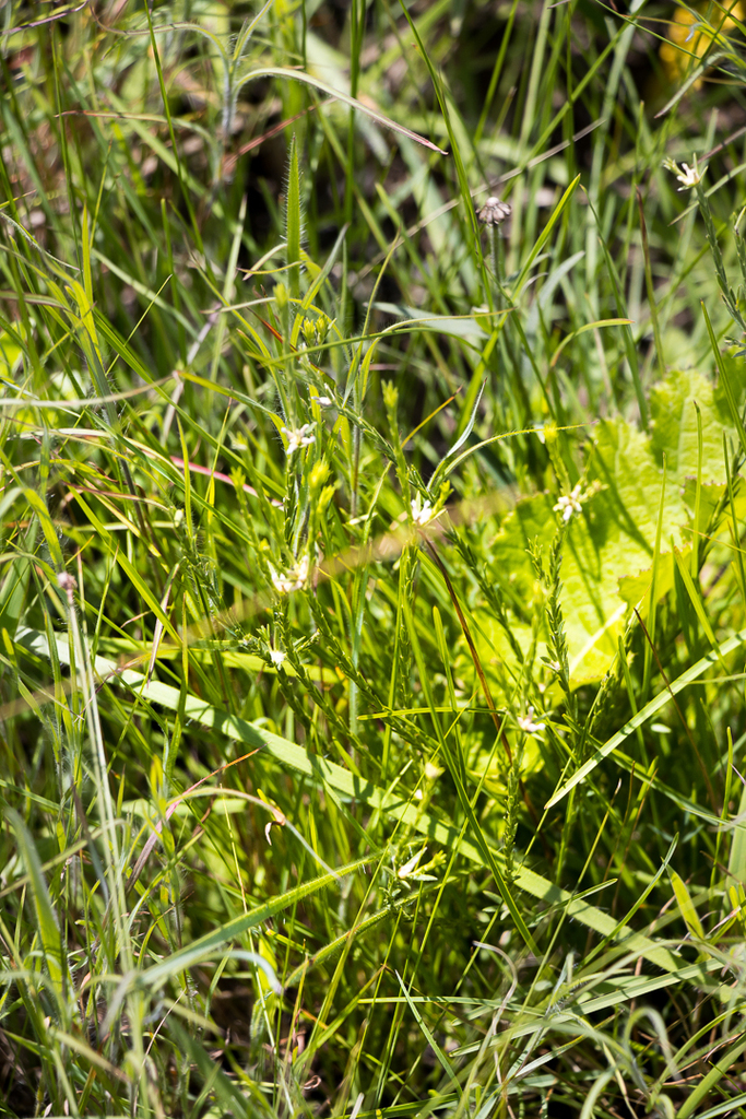 Scruffy Capesaffron from Gogosa, UNR, Ugu District Municipality, South ...