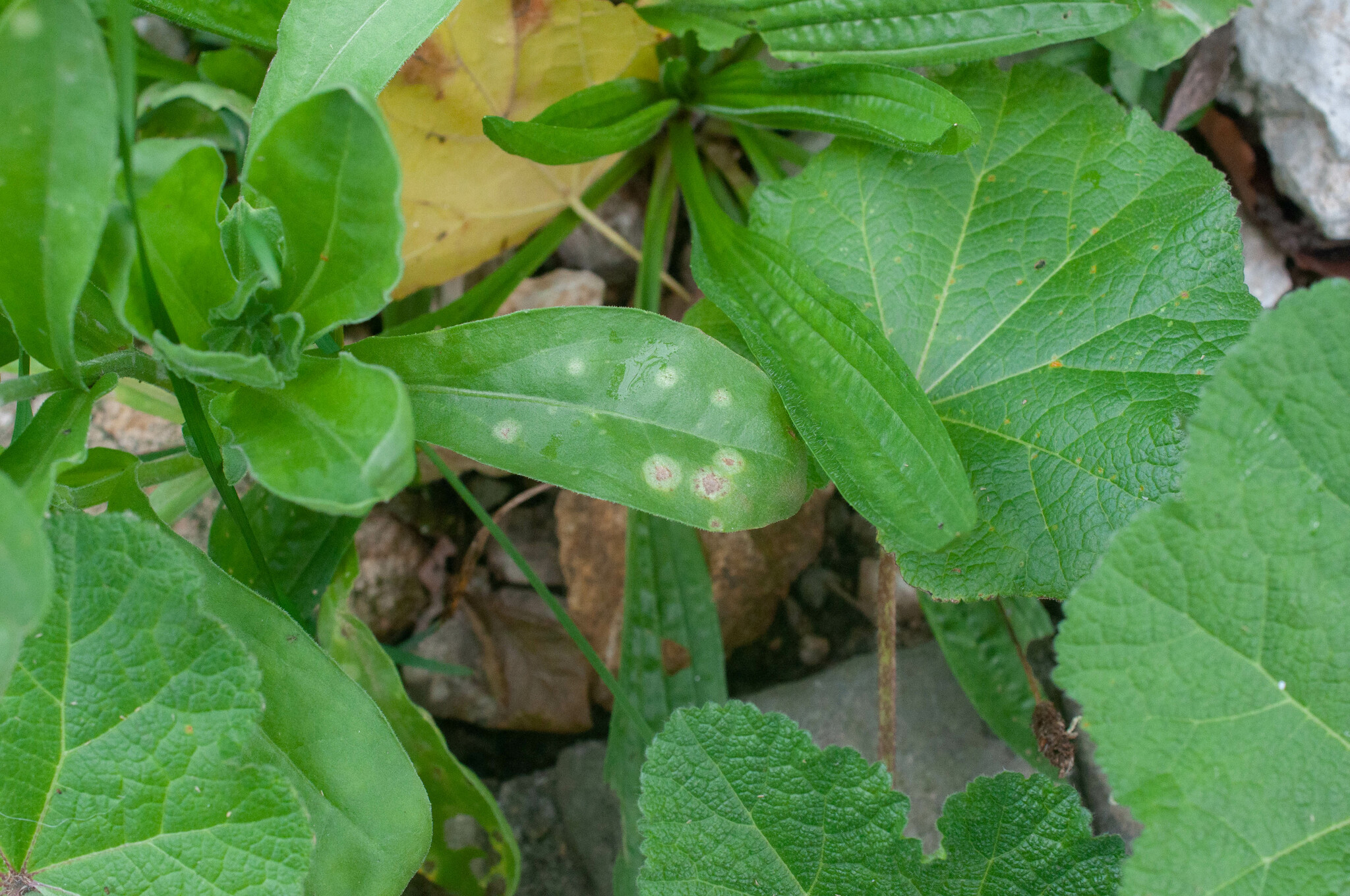Entyloma calendulae (Oudem.) de Bary