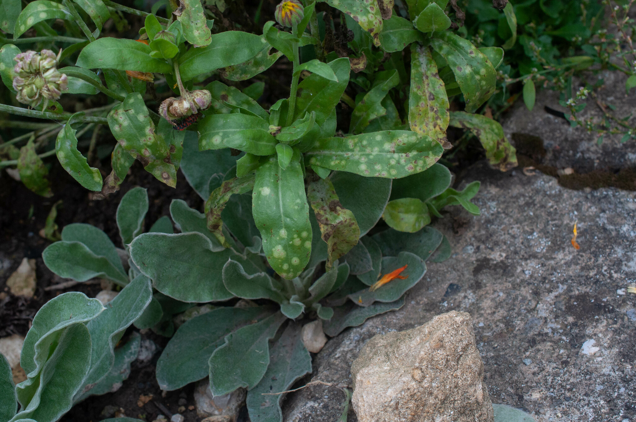 Entyloma calendulae (Oudem.) de Bary