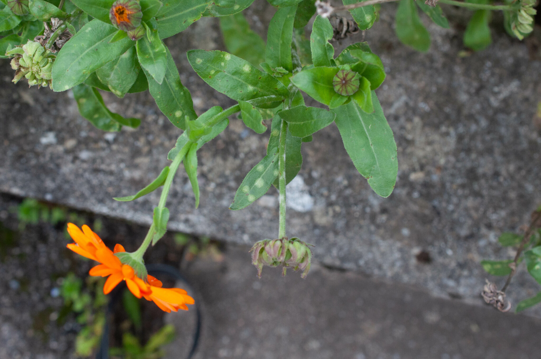 Entyloma calendulae (Oudem.) de Bary