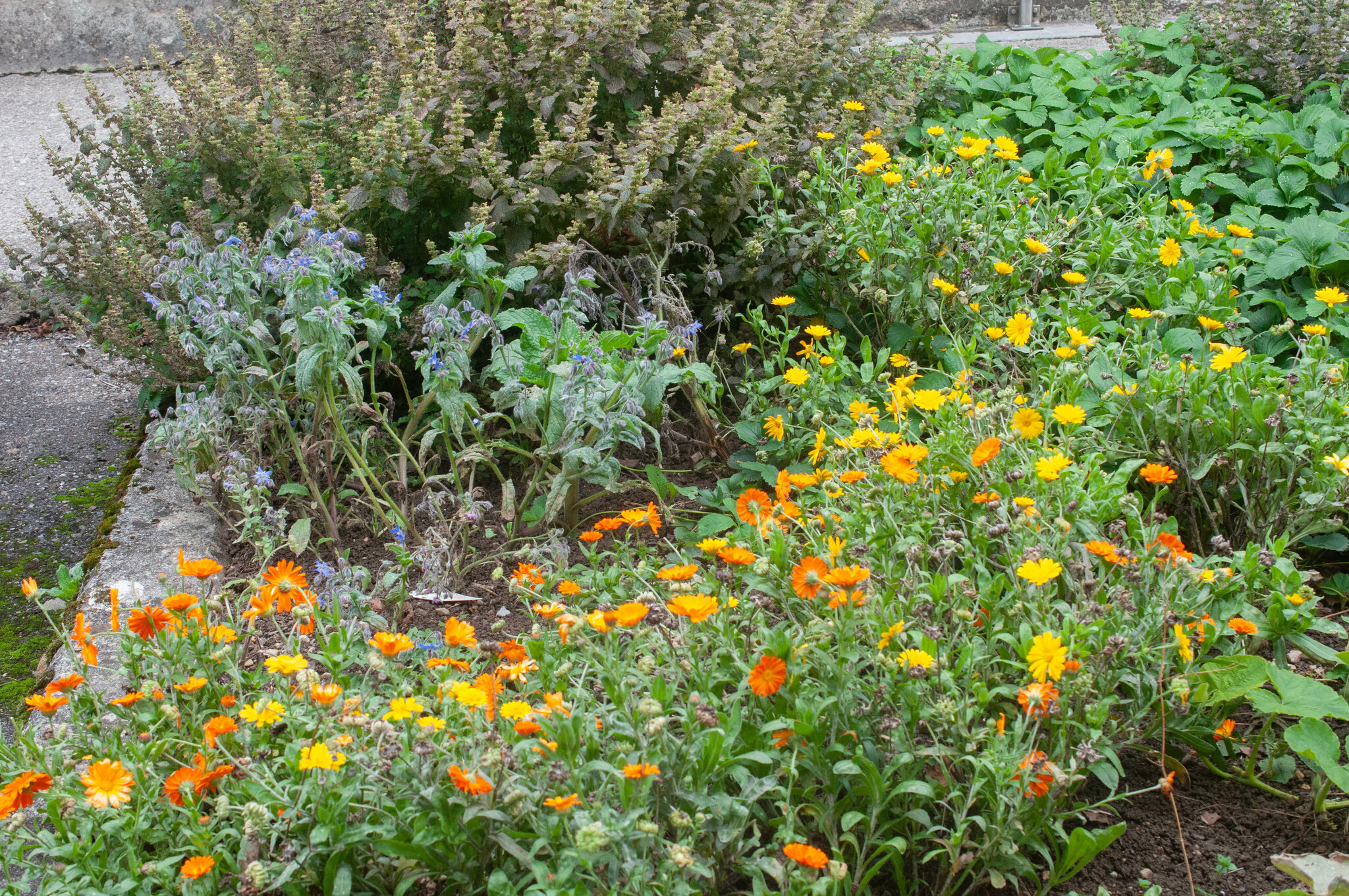 Entyloma calendulae (Oudem.) de Bary