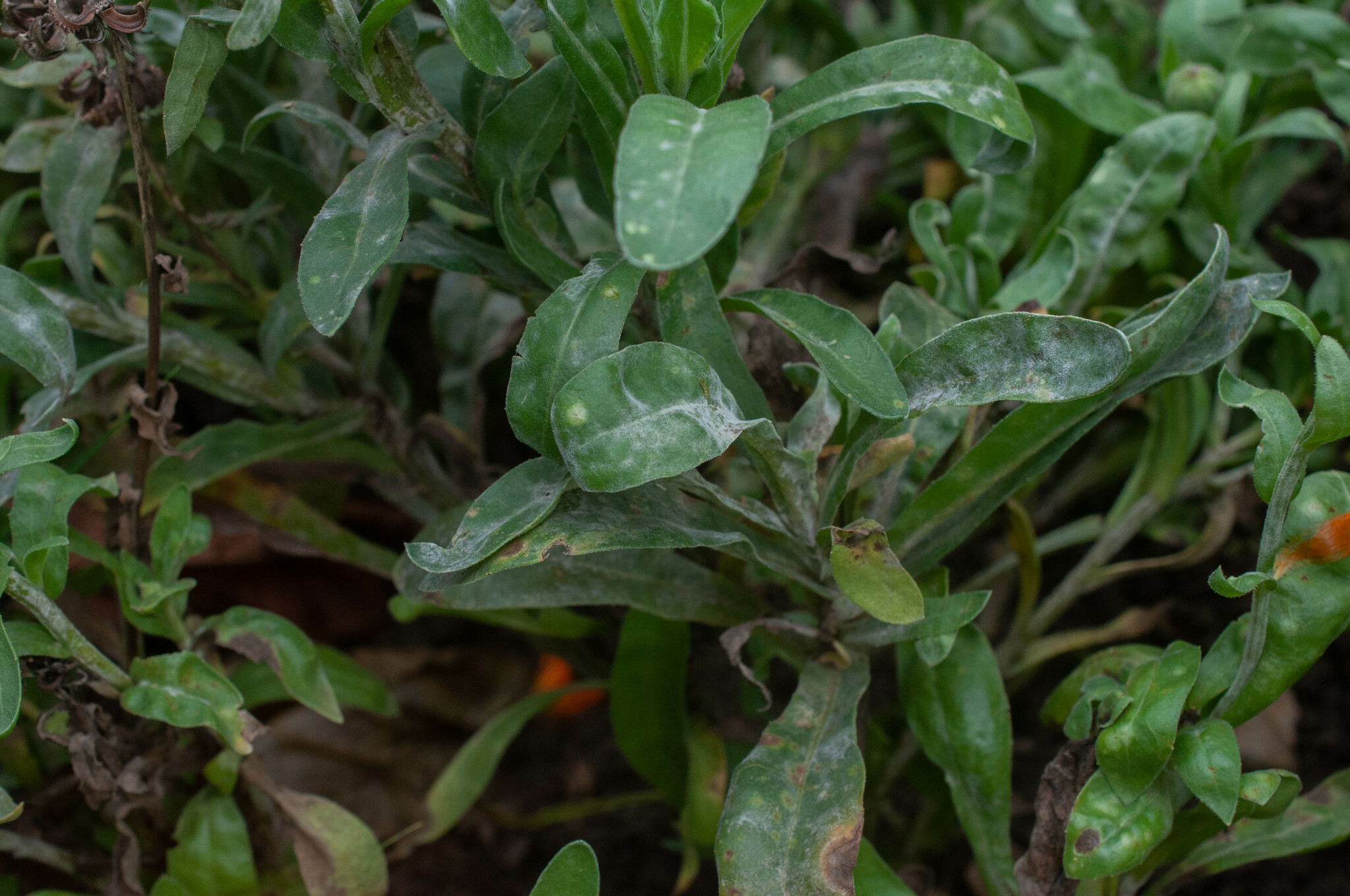 Entyloma calendulae (Oudem.) de Bary