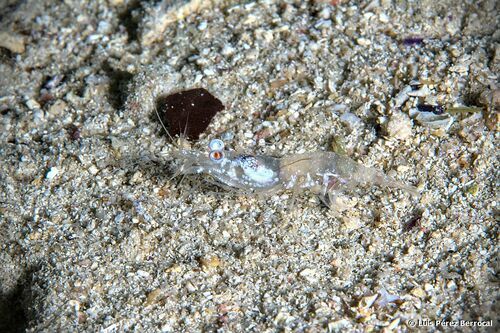 Subspecies Processa edulis edulis · iNaturalist