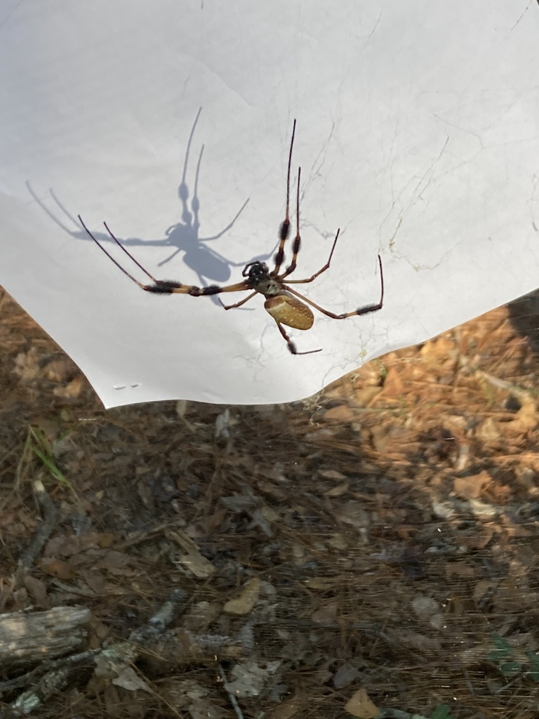 Golden Silk Spider from Rural West Ashley, Hollywood, SC, US on ...