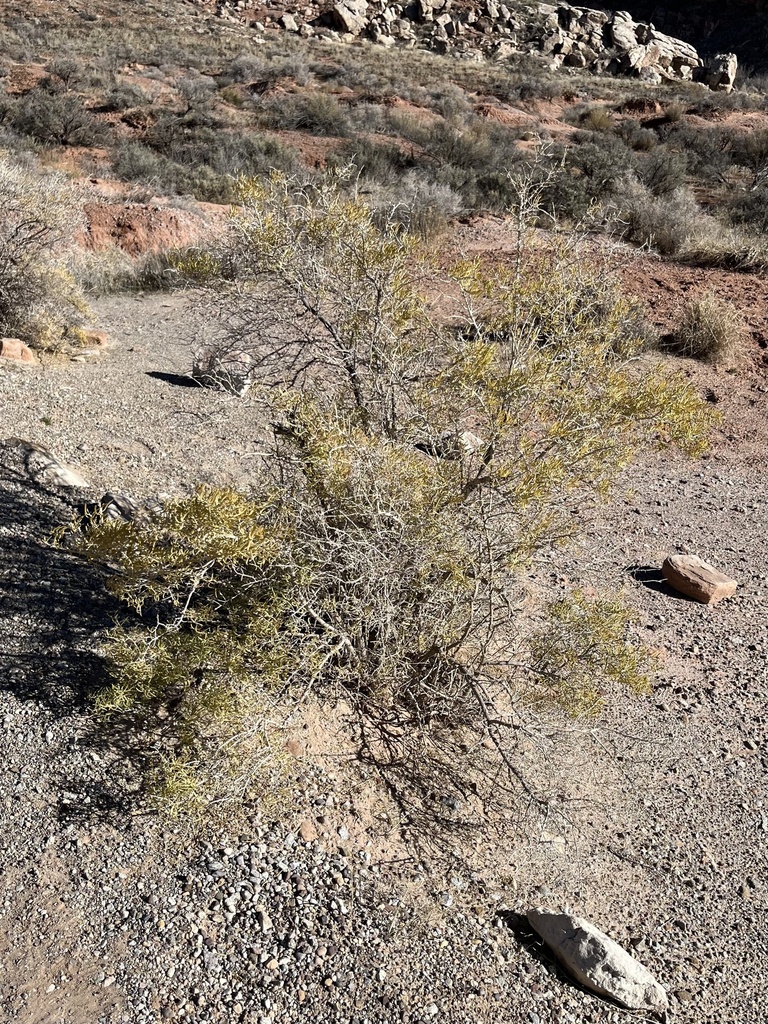 Greasewood from Arches National Park, Moab, UT, US on November 16, 2022 ...