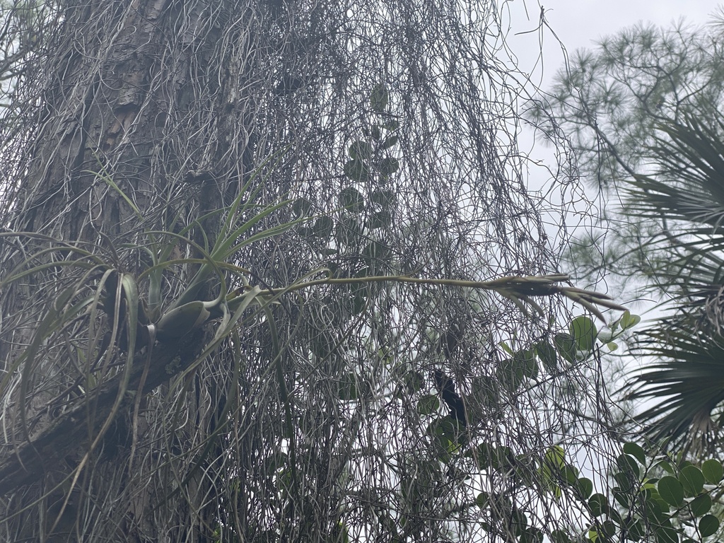 Balbis' airplant in November 2022 by mtolbert · iNaturalist