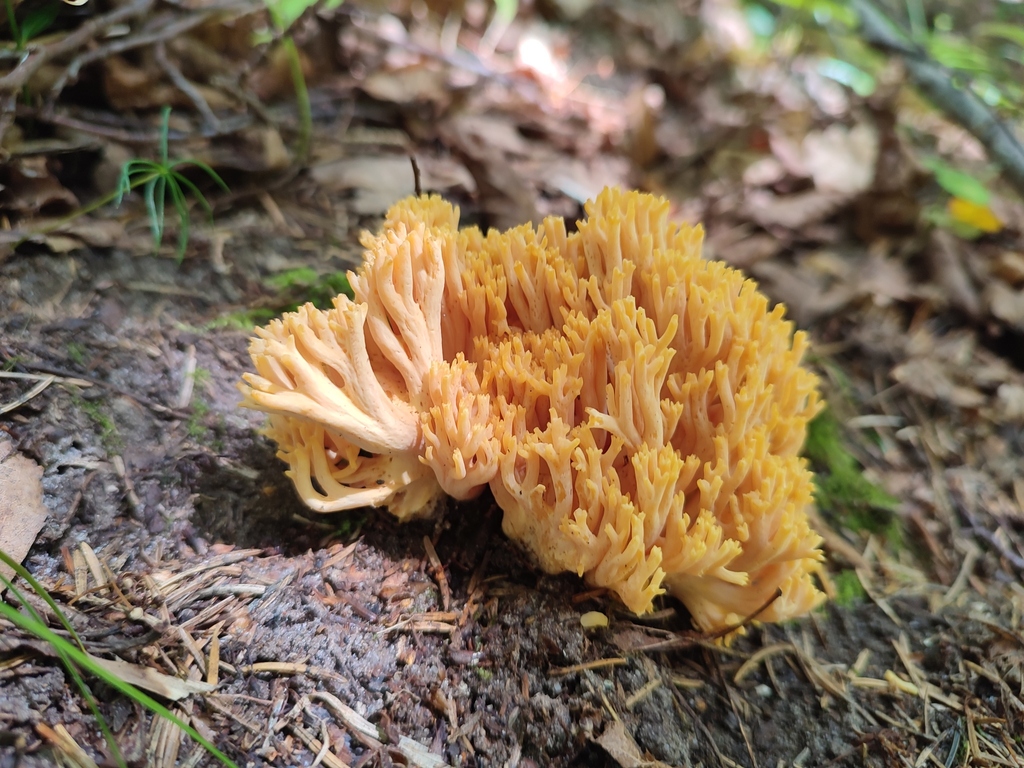 Coral Fungi from Medumu pagasti, LV-5460, Latvija on August 13, 2022 at ...