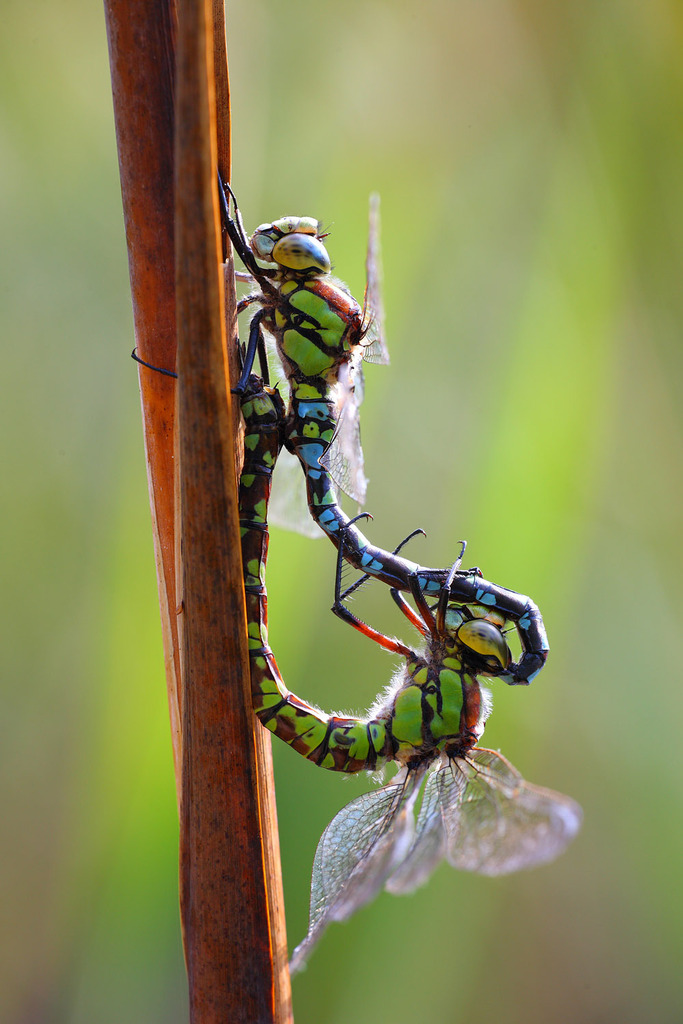 Southern Hawker (Insects of Jaén, AN, ES) · iNaturalist