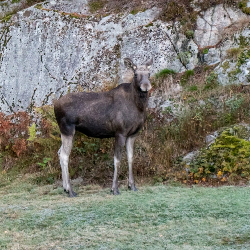 European Elk from Kragerø, Telemark, Norway on October 16, 2020 at 08: ...
