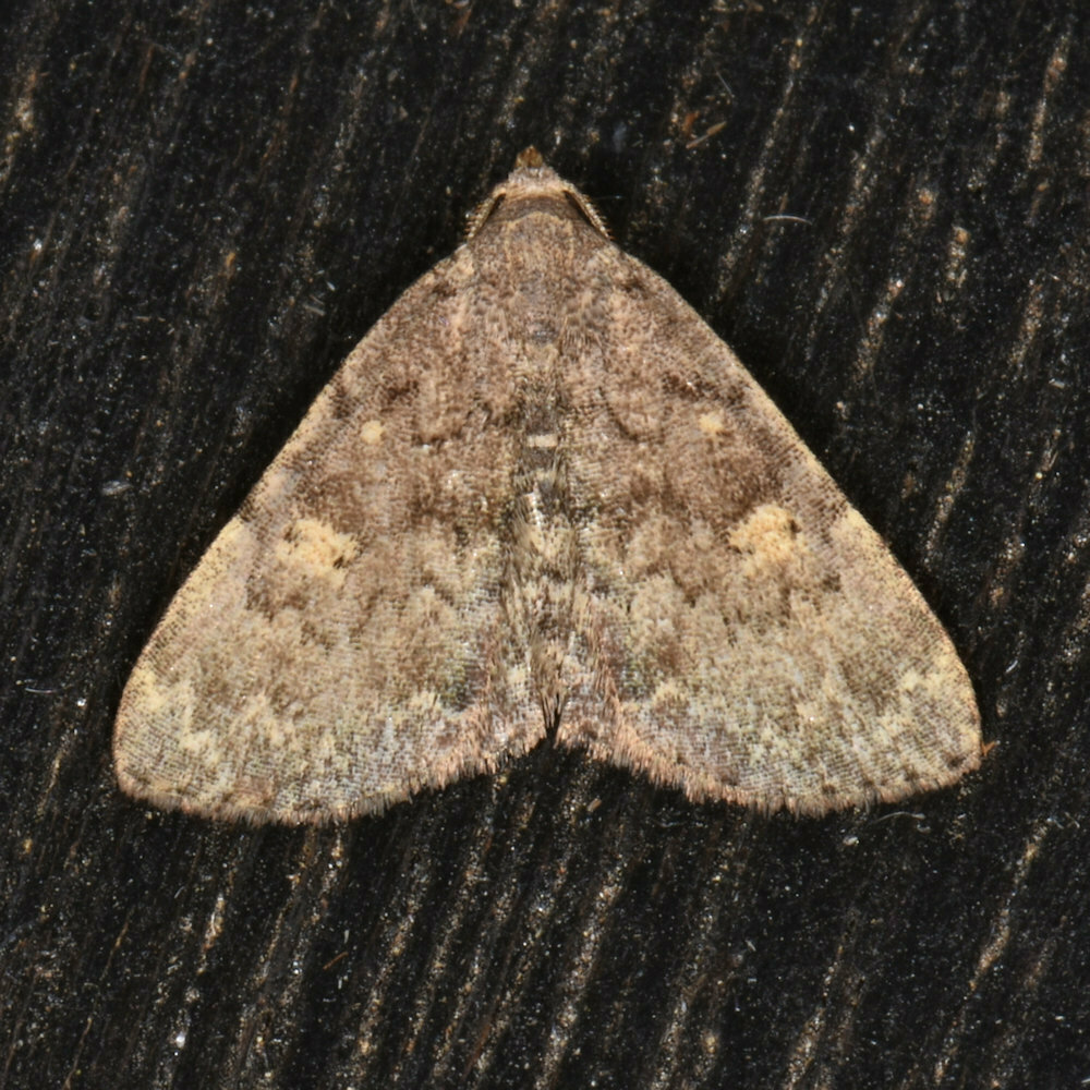 Common Idia Moth from Waterloo, ON, Canada (SSht) on October 8, 2021 at ...