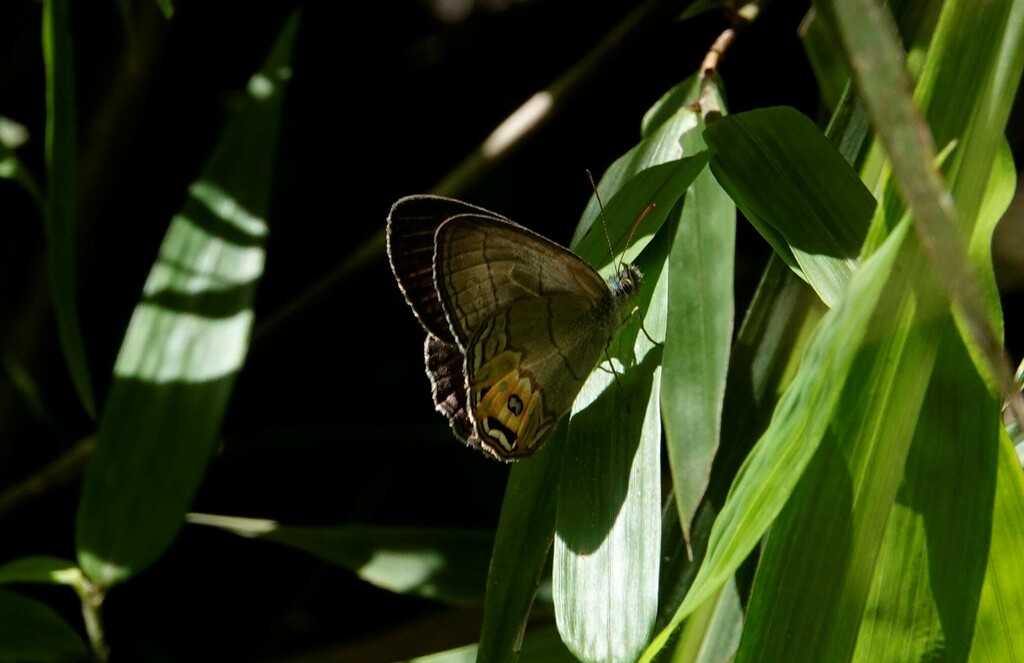 Splendeuptychia libitina from Iguazú Department, Misiones Province ...