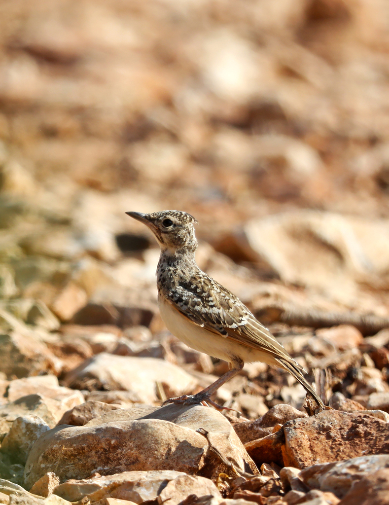 Crested Lark from Сельчук/Измир, Турция on August 4, 2020 at 07:36 AM ...