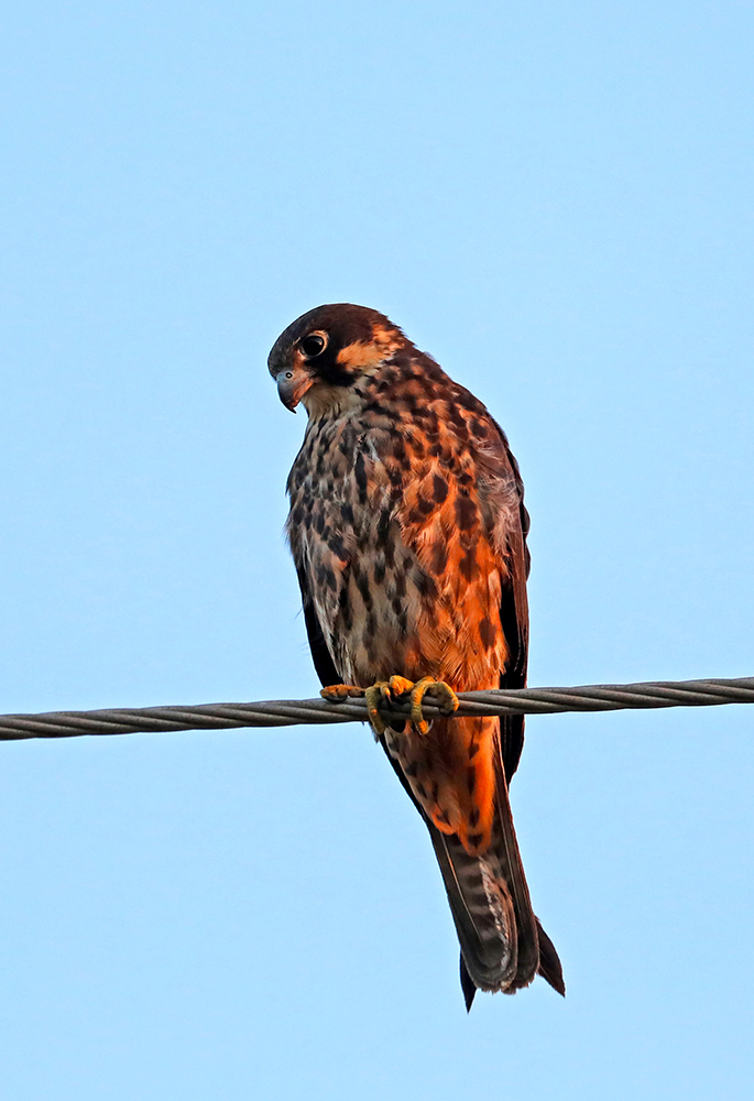 Eleonora's Falcon from Сельчук/Измир, Турция on August 04, 2020 at 04: ...