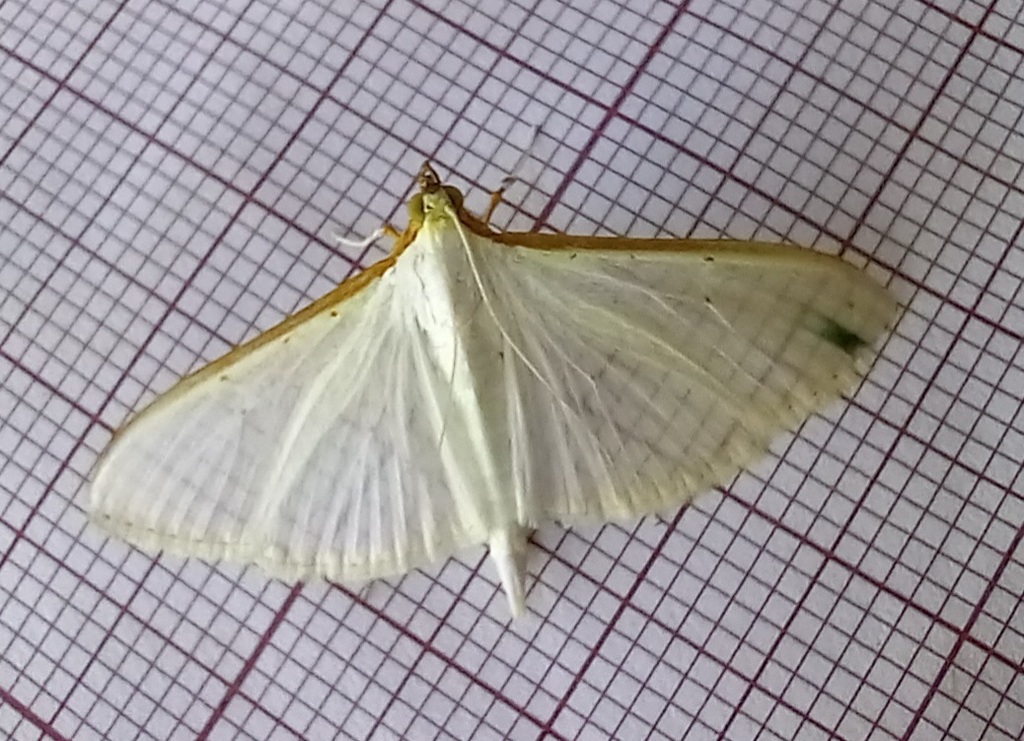 Jasmine Moth from Escola Secundária José Gomes Ferreira on November 17 ...