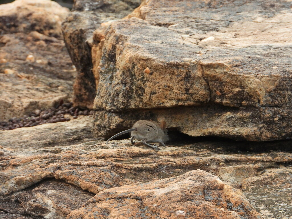 Eastern Rock Sengi from Singo camp, Makuya Park on November 15, 2022 at ...