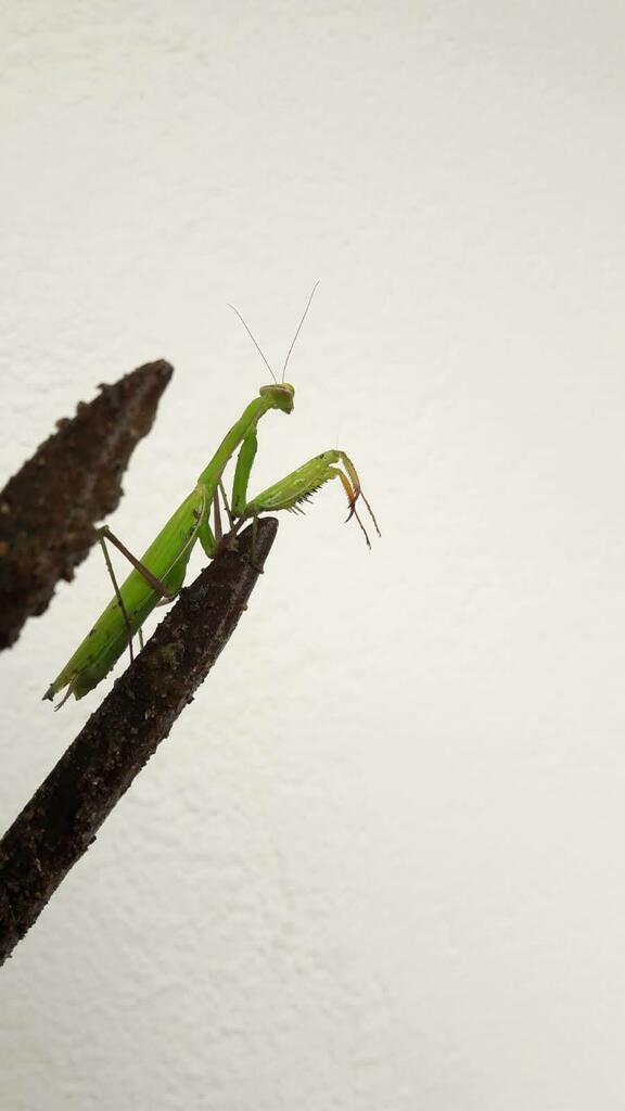 European Mantis from 17455 Aigües Bones, Girona, España on September 20 ...