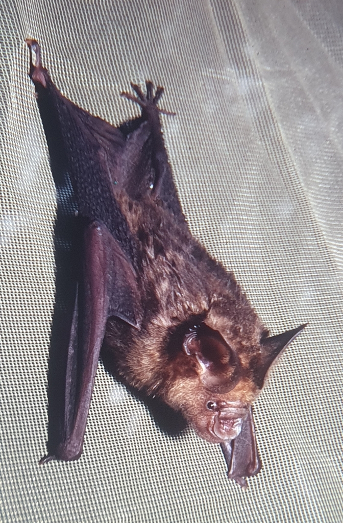 Philippine forest roundleaf bat (Hipposideros obscurus) - Know Your Mammals