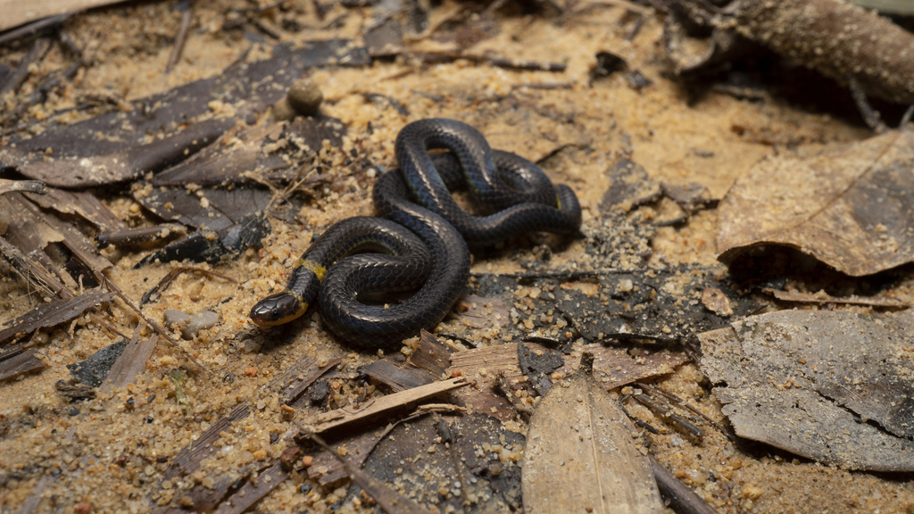 Collared Reed Snake from ตำบล คลองศก อำเภอพนม สุราษฎร์ธานี 84250 ประเทศ ...