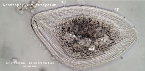 Kentrophyllum setigerum · iNaturalist