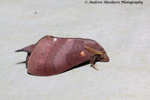 Kunugia basidiscata · iNaturalist