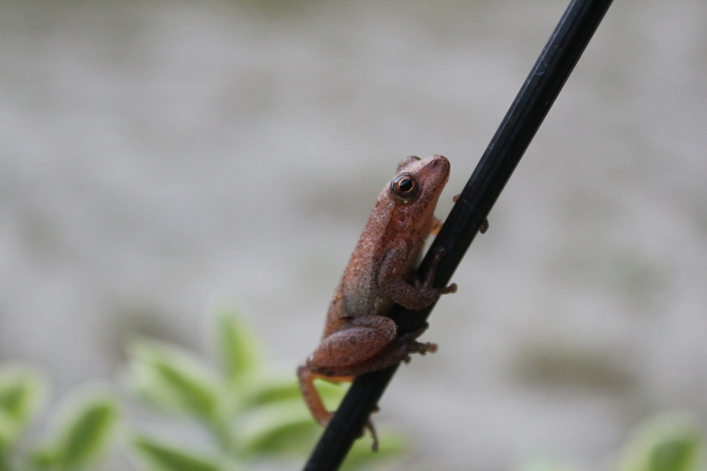 Spring Peeper from Dunbarton, NH 03046, USA on September 05, 2018 at 07 ...