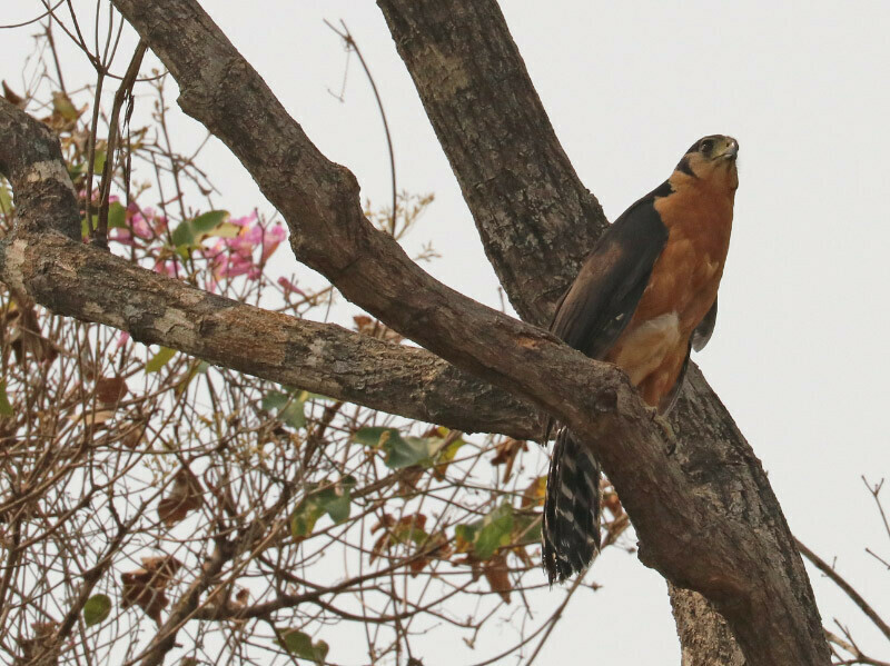 Collared Forest-Falcon from Pantanal - Poconé, State of Mato Grosso ...