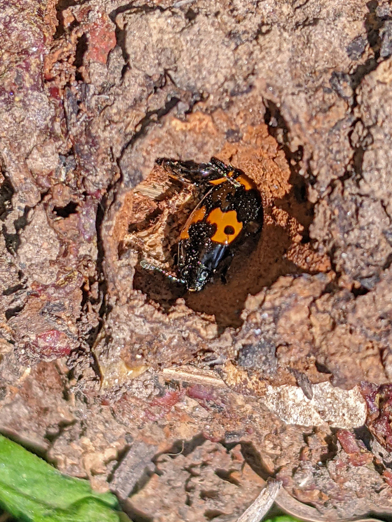 Red-banded Fungus Beetle in May 2022 by Ron Goetz. M. heros or M ...