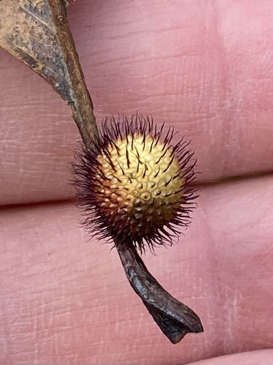 Hedgehog Gall Wasp from Daniel Boone National Forest, Campton, KY, US ...