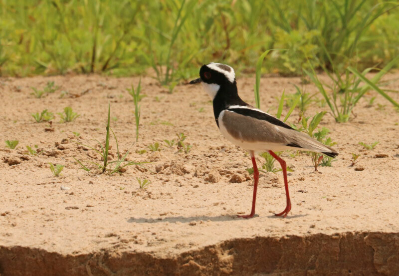 Pied Lapwing from Pantanal - Poconé, State of Mato Grosso, 78175-000 ...