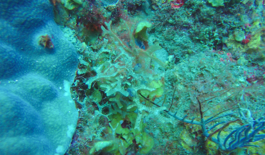Painted Tunicate from Saba, Caribbean Netherlands on August 10, 2018 by ...
