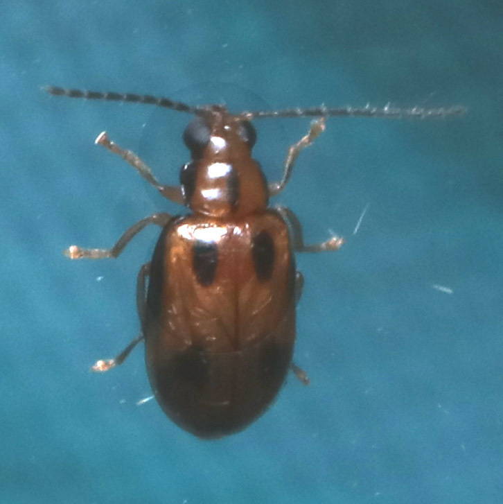 Monolepta trivitticollis in November 2022 by juliegraham173 · iNaturalist