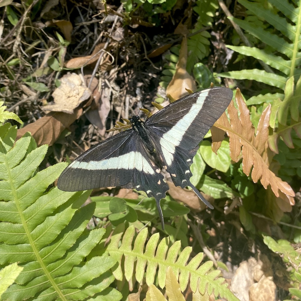 Protographium asius from Ilha de Santa Catarina, Florianópolis, SC, BR ...