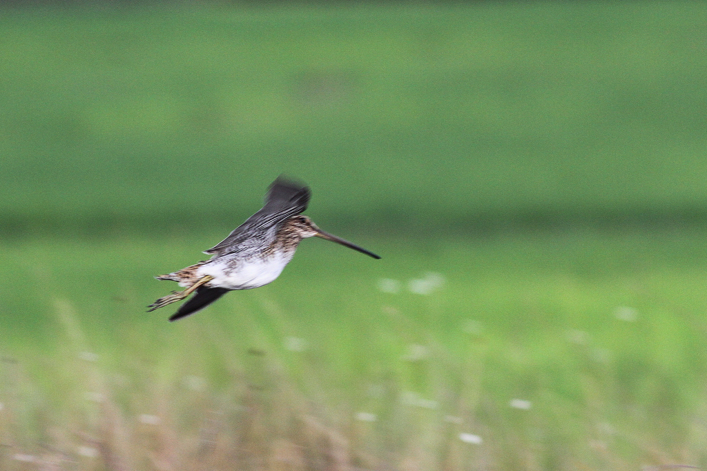 Madagascar Snipe in November 2013 by lappuggla · iNaturalist