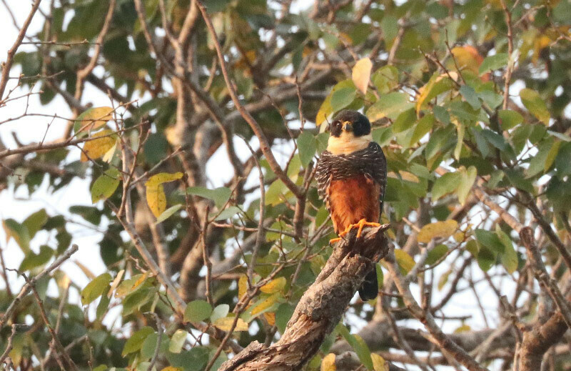 Bat Falcon from Pantanal - Poconé, State of Mato Grosso, 78175-000 ...