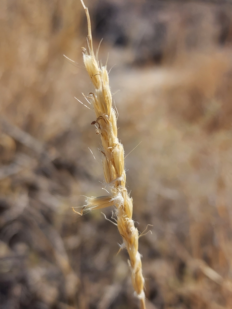 Big Galleta from North Las Vegas, NV 89084, USA on November 17, 2022 at ...
