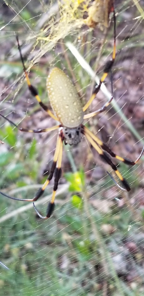 Golden Silk Spider from San Salvador, The Bahamas on November 17, 2022 ...