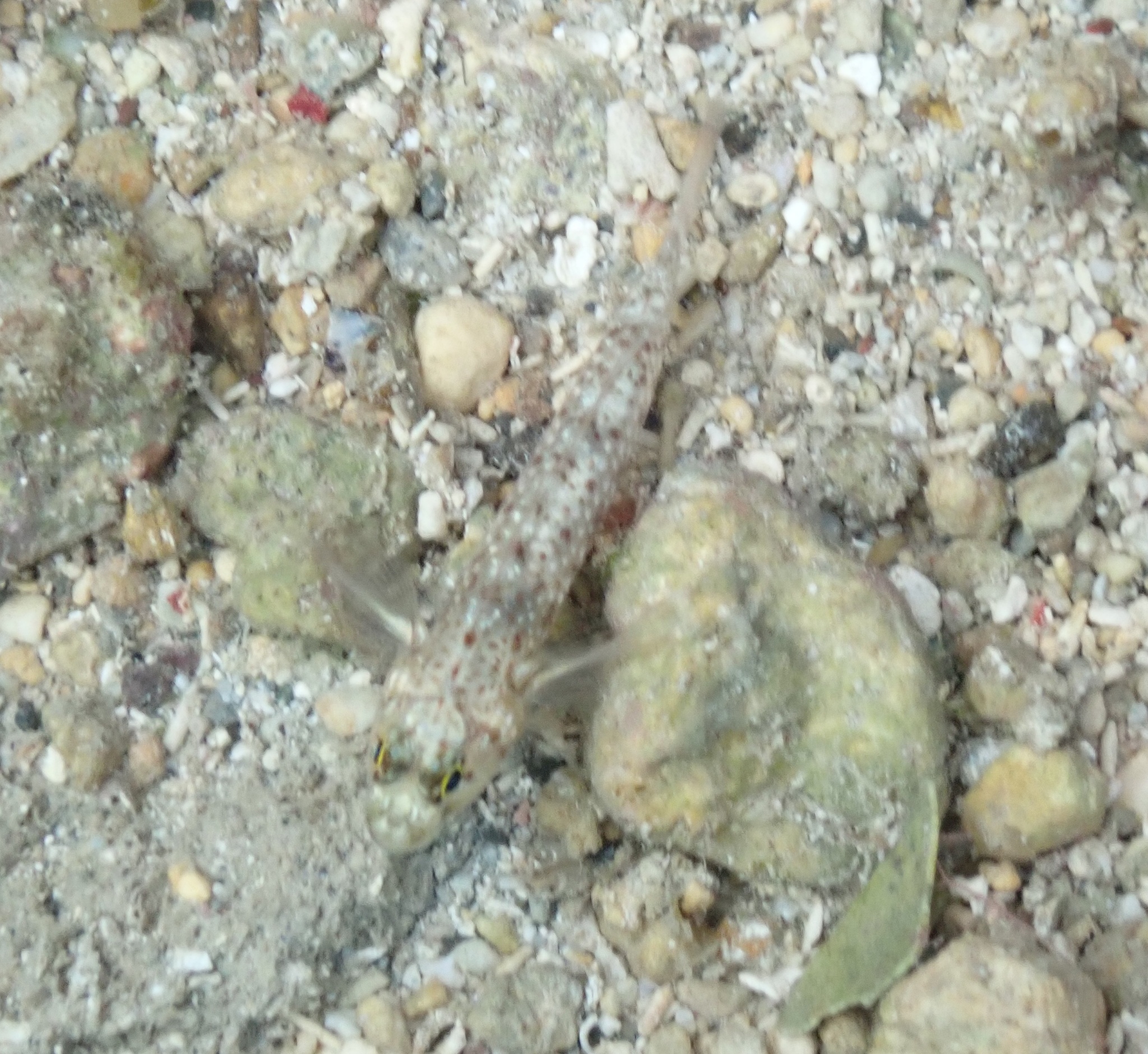 Coryphopterus dicrus Böhlke & Robins, 1960