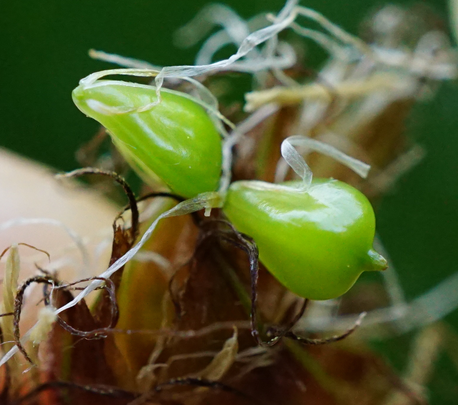 Bolboschoenus laticarpus Marhold, Hroudová, Duchácek & Zákr.