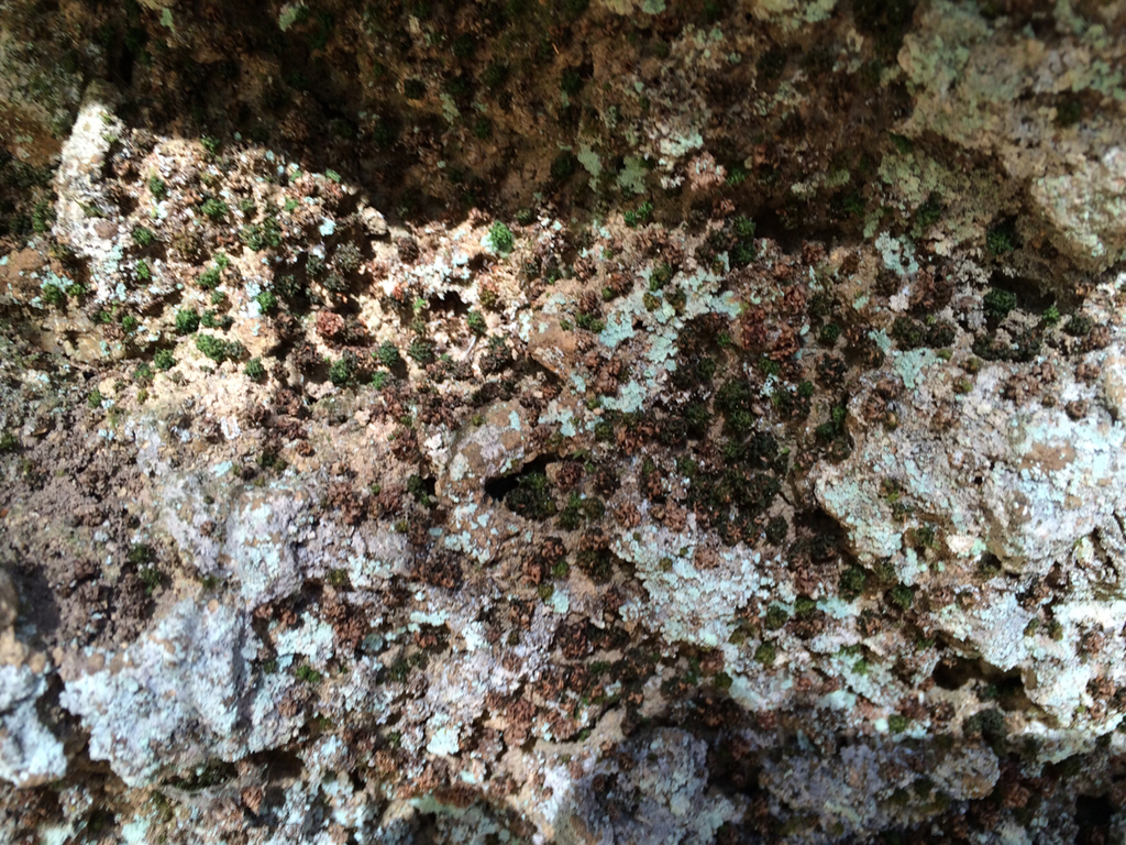 mosses on September 26, 2015 at 09:32 AM by teri_barry · iNaturalist