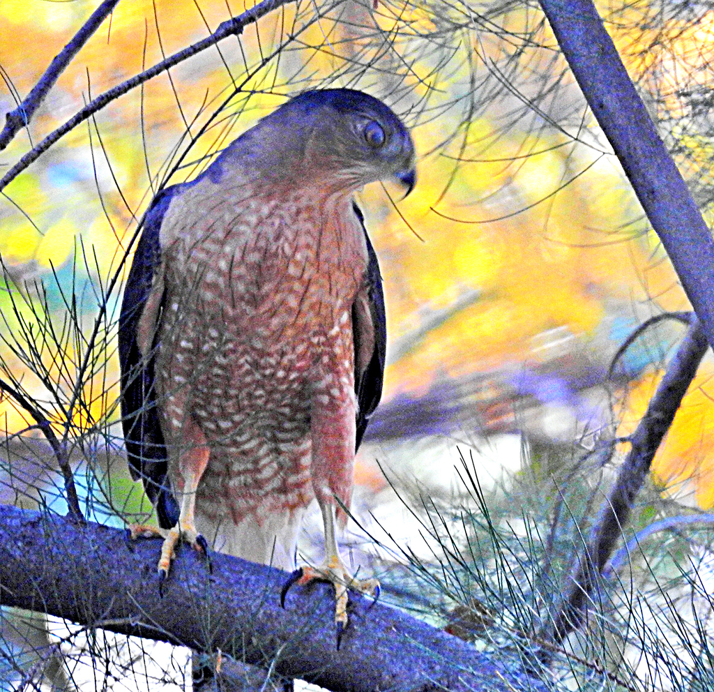 Cooper's Hawk from San Pedro Tlaquepaque, Jal., México on November 4 ...