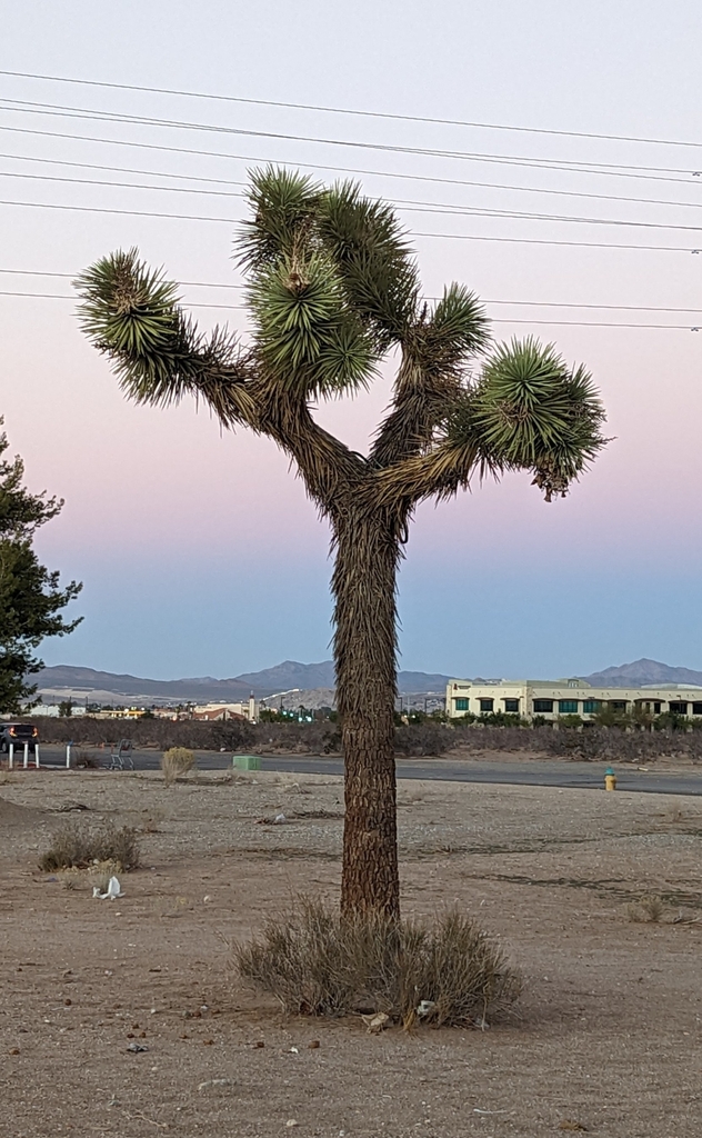 Western Joshua Tree from Victorville, CA 92392, USA on November 13 ...