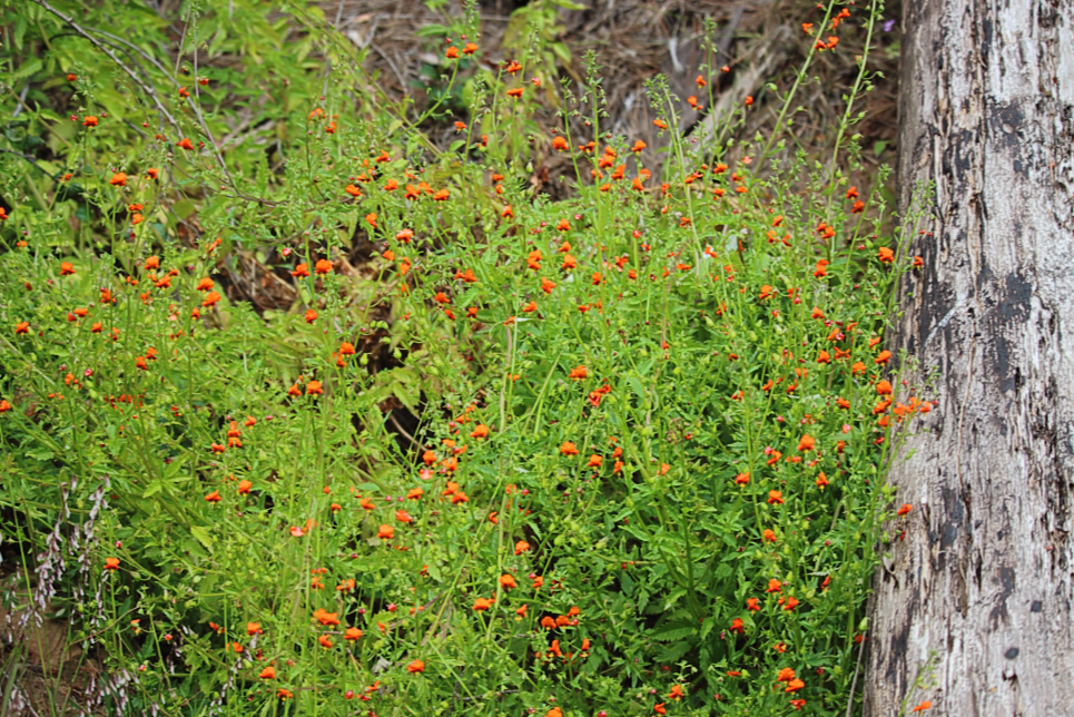 Mask Flower from Concepcion, Bío Bío, Chile on October 21, 2021 at 12: ...
