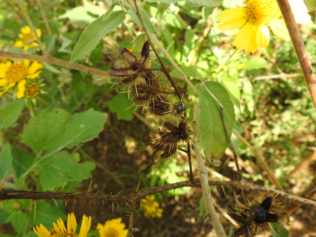 buffalo-bur from Bastrop County, TX, USA on November 17, 2022 at 11:34 ...