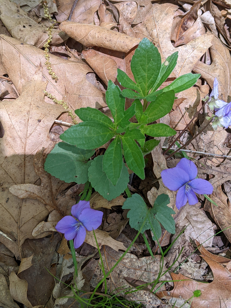 three-lobed violet from St. Charles, Missouri, Lewis and Clark National ...