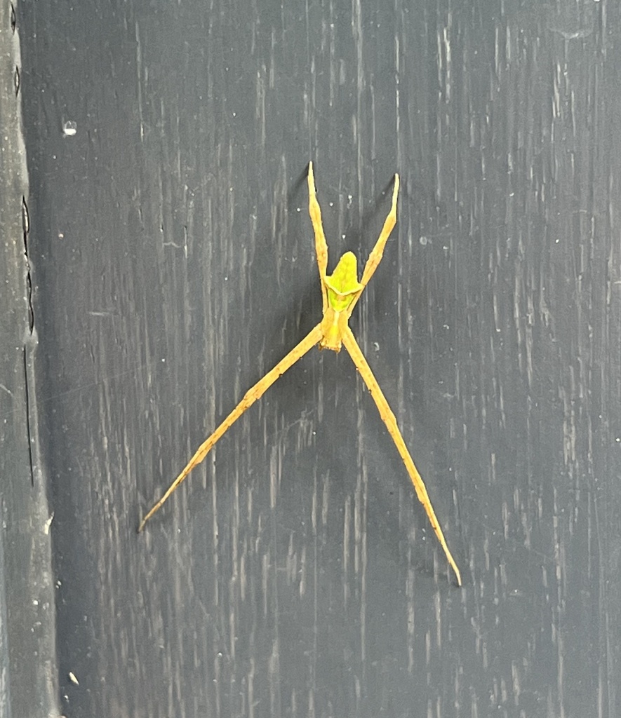 Hump-back Spiders in November 2022 by Margaret Sky · iNaturalist