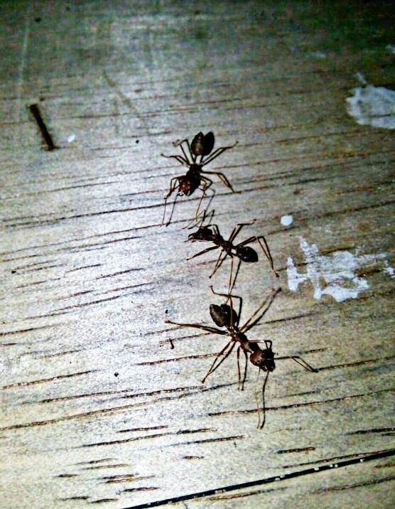 Asian Weaver Ant from Jln Citeureup No.29, Margaluyu, Manonjaya ...